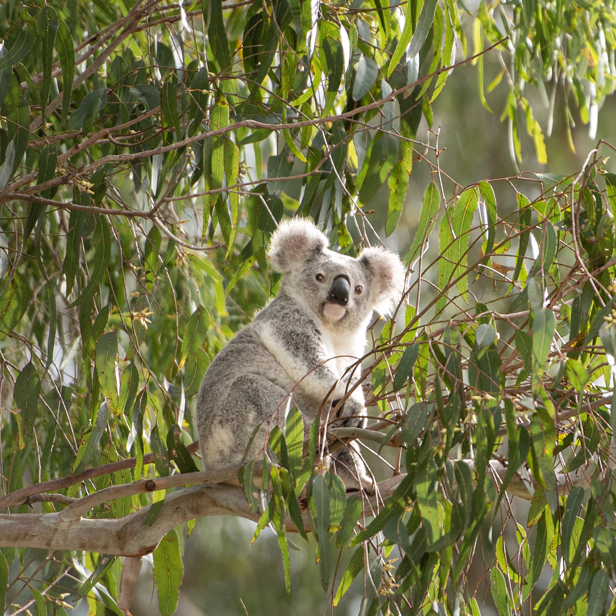 Koala in the Wild - Nursery - Australian Wildlife Instant Download ...