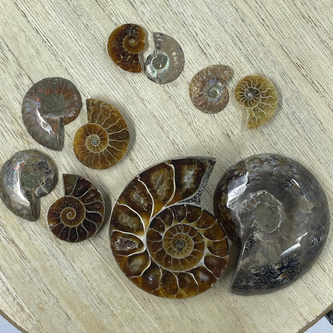 Natural Ammonite Fossil Conch Quartz Crystal Specimen 5 Pairs - Etsy
