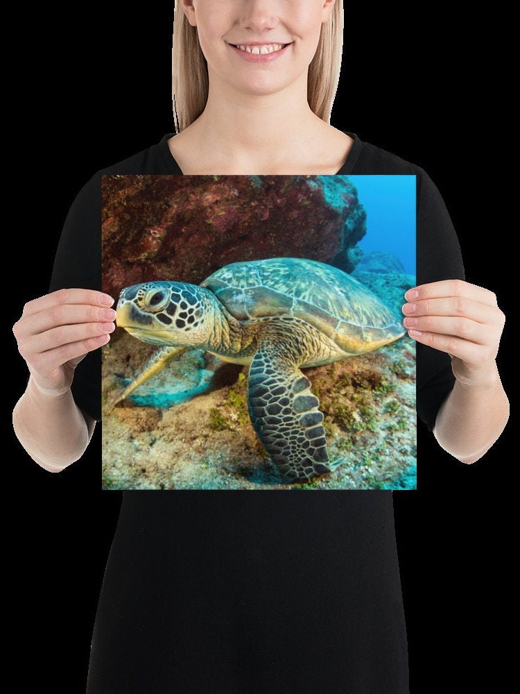 Turtle Wall Art - Etsy