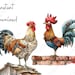 Clipart Cockerels, 12 Watercolour Images of Cartoon Cockerel Farmyard ...