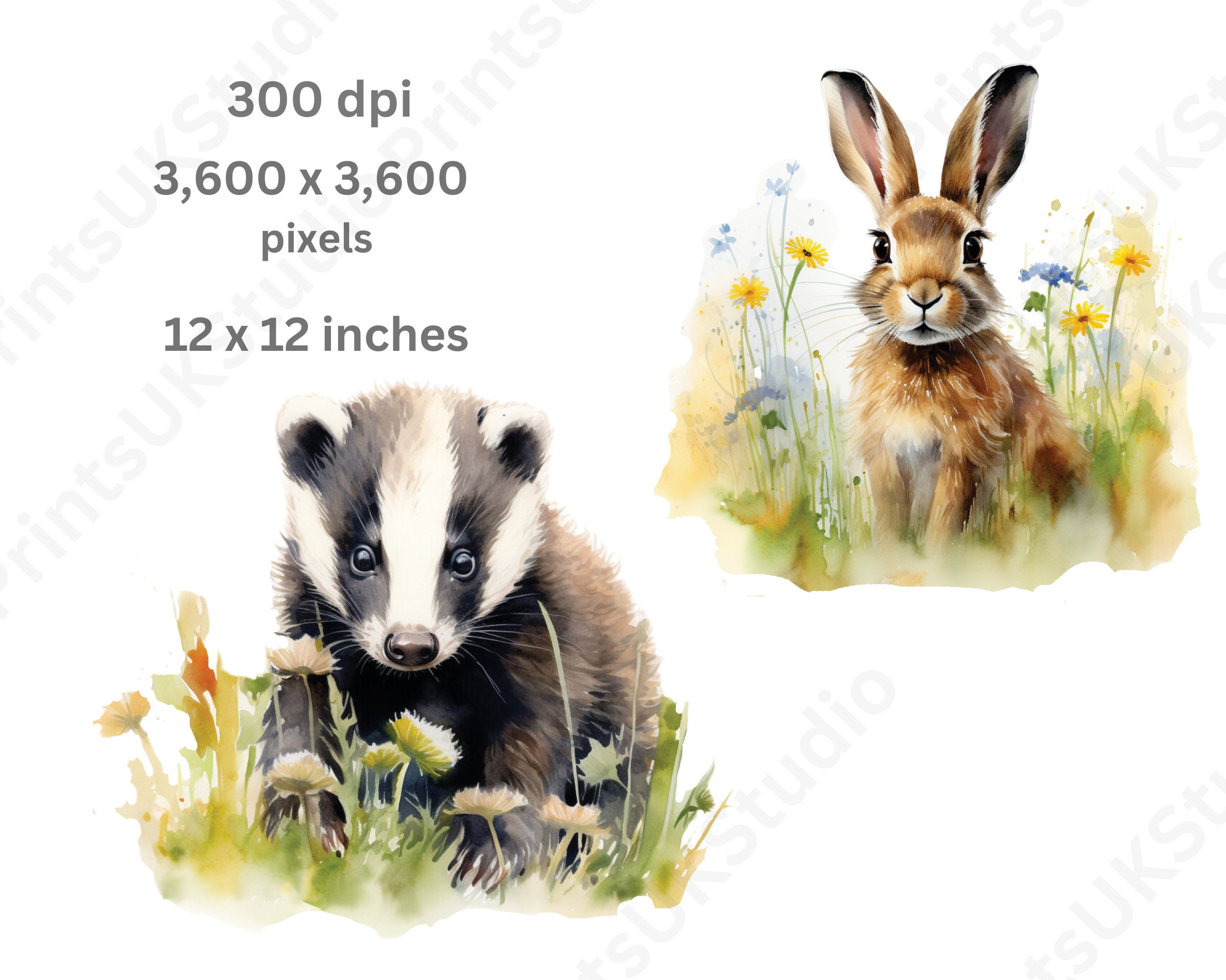 Woodland Animals Clipart, 12 PNG Transparent Background Watercolour ...