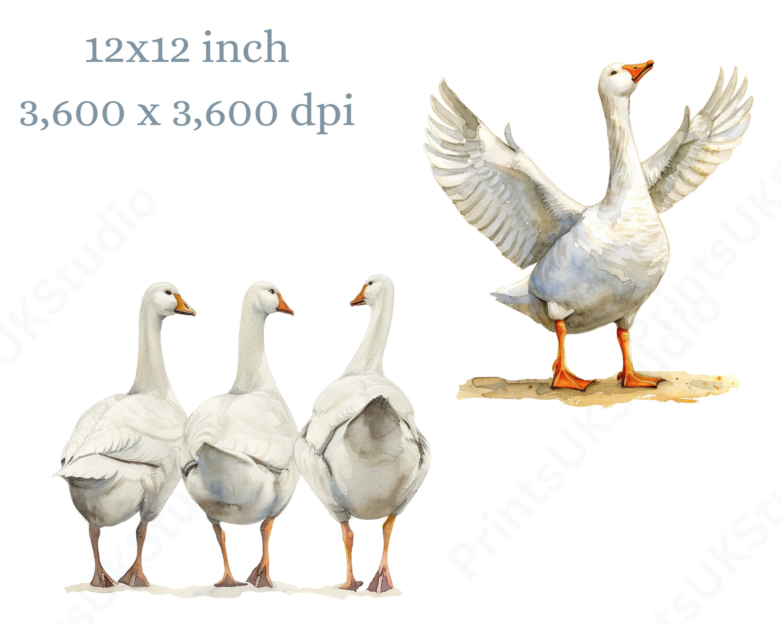 Quirky Geese Clipart, 14 PNG Watercolour Images of Whimsical Gander ...