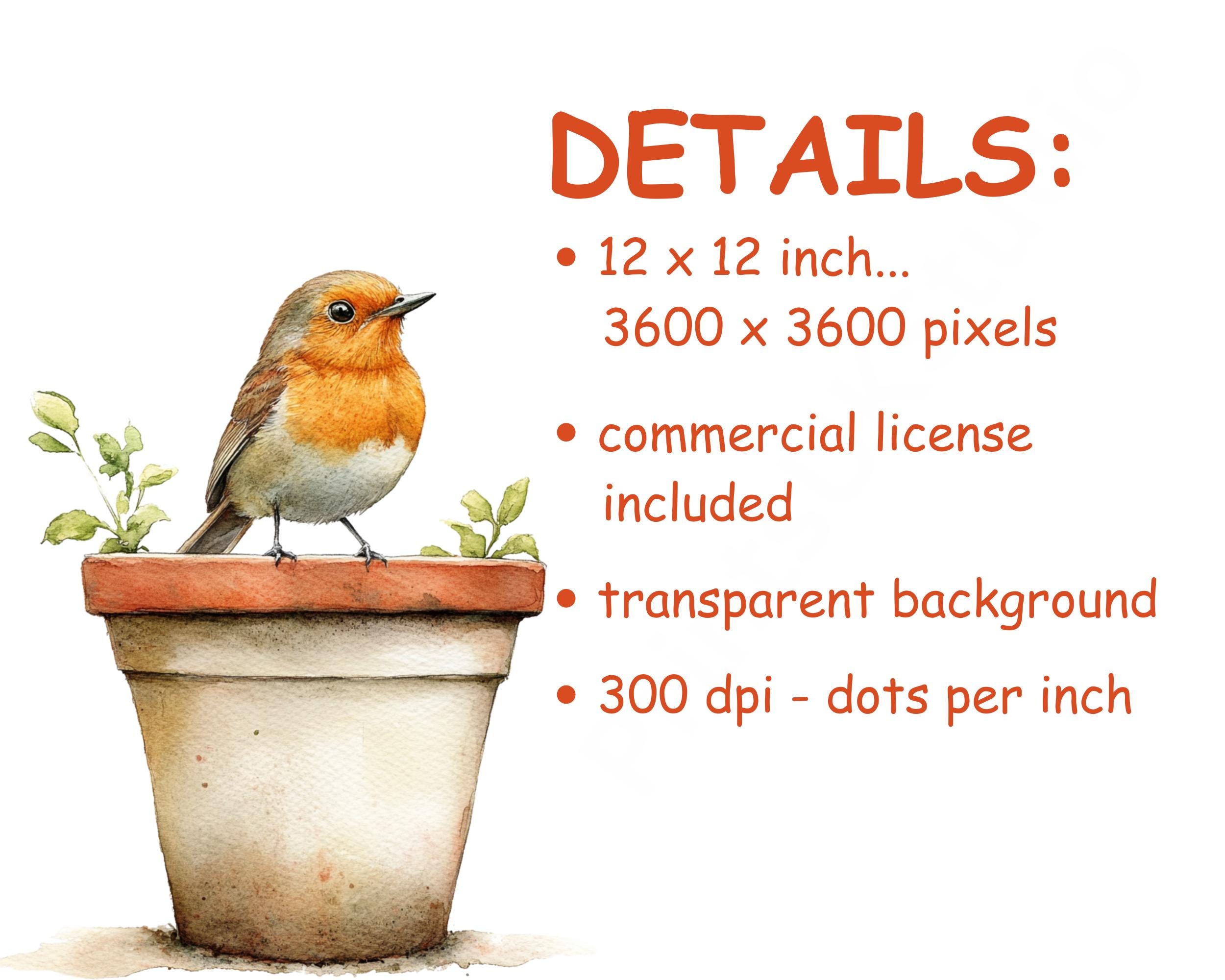 Robin Clipart, 14 Watercolour Images of Cartoon Quirky Robins, Garden ...