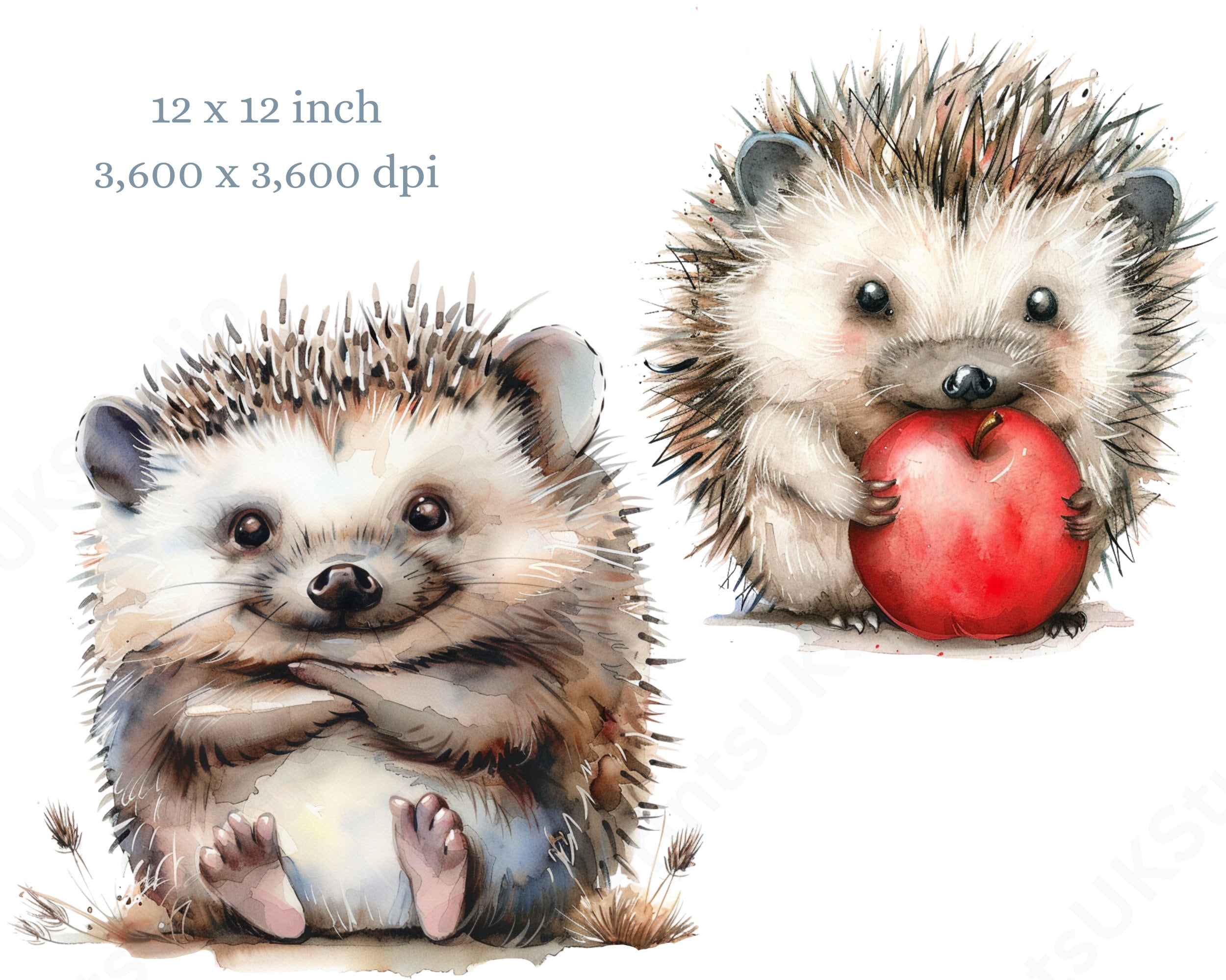 Hedgehog Clipart, 12 Watercolour Hedgehog Clipart Images, Woodland ...
