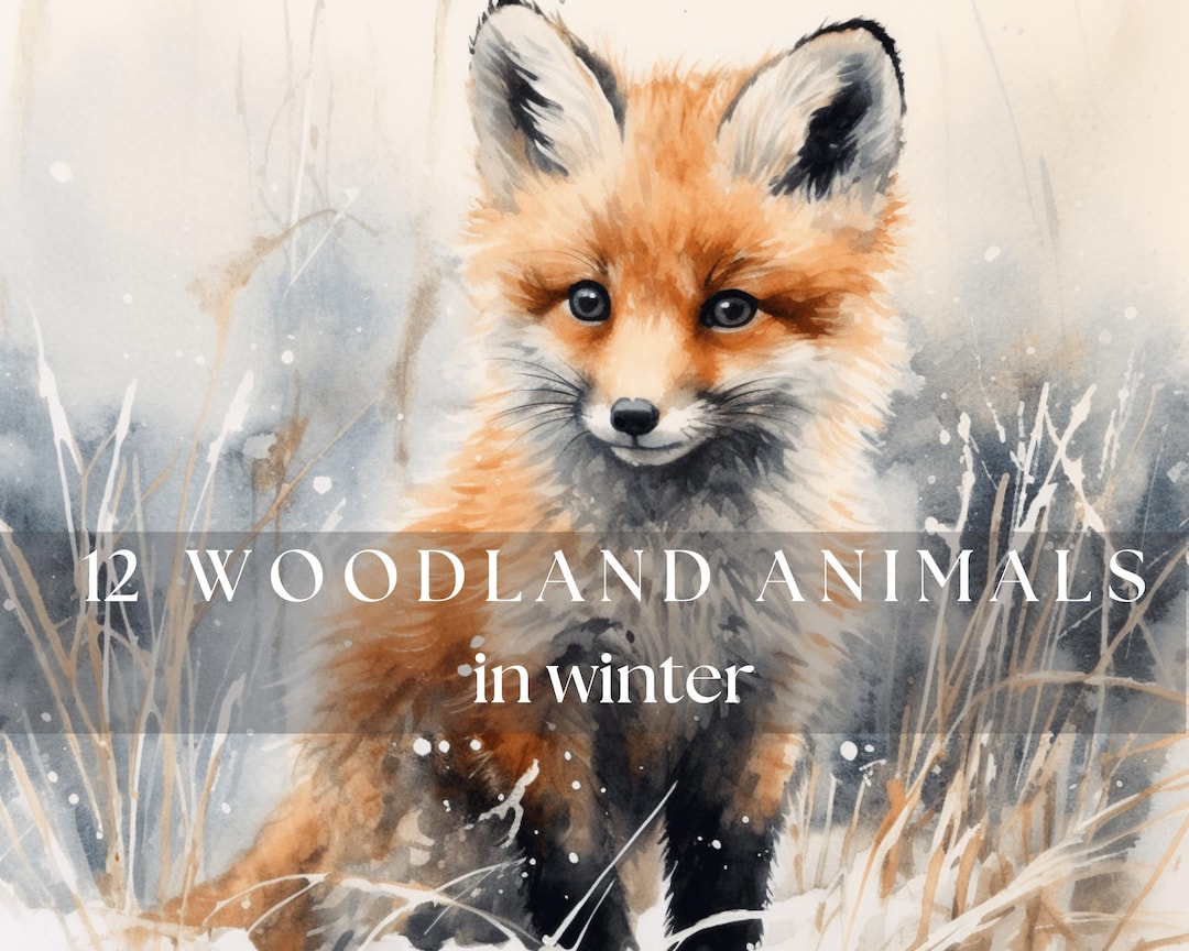 Woodland Animals in Winter, 12 High Quality PNG Clipart Digital ...