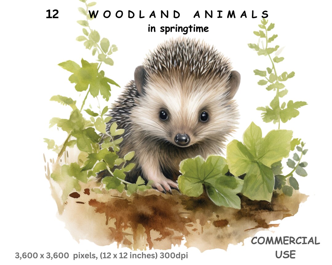 Woodland Animals Clipart, 12 PNG Transparent Background Watercolour ...