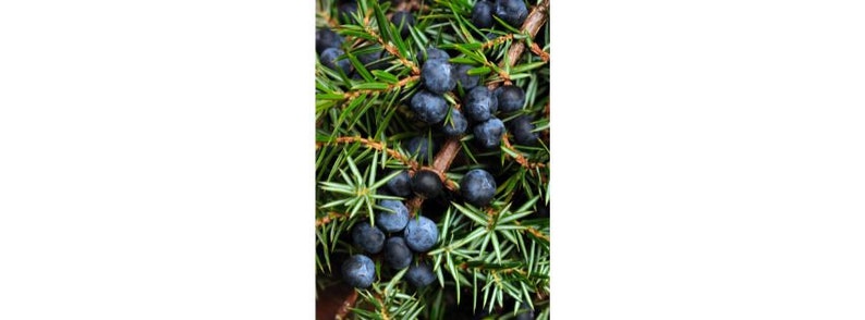 Juniper Berries Whole (italy ) - Etsy