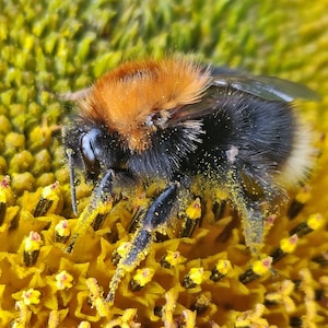 Organic Bee Pollen - Etsy