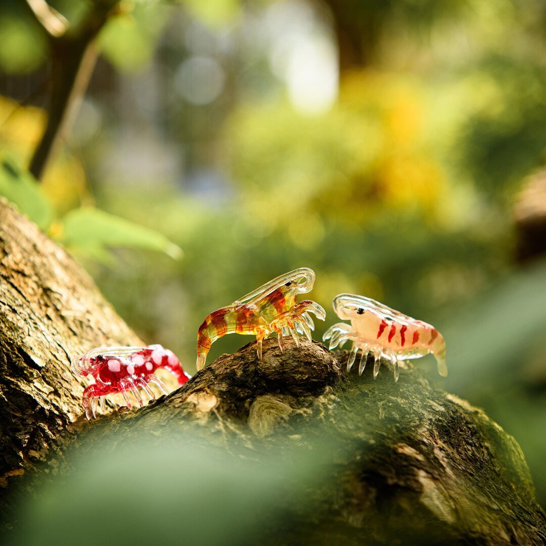 Small Size 2CM to 9CM Freshwater Shrimp Figure Resin Figure ...
