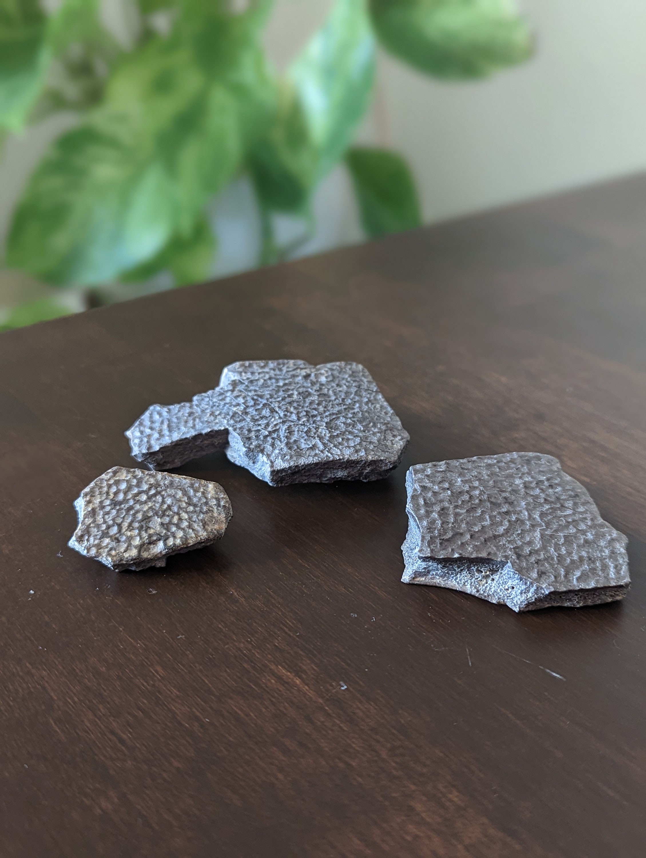 Prehistoric Turtle Shell Fragments - Etsy