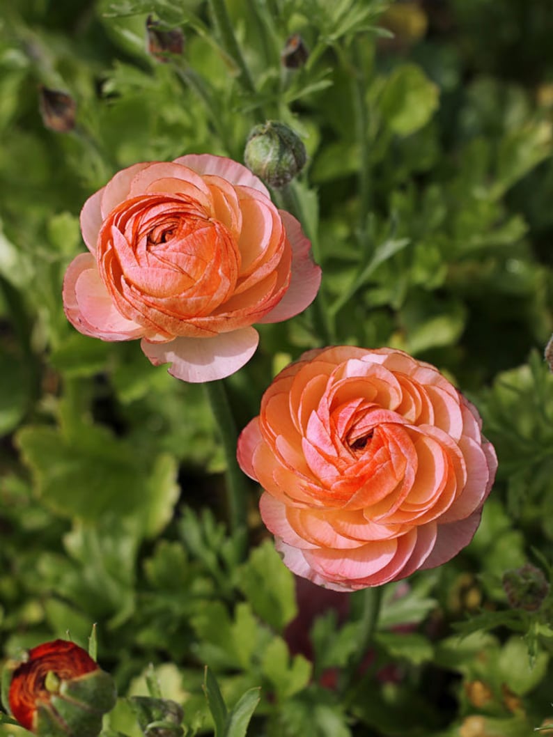Ranunculus Amandine Salmon 20 Corms SHIPS Now - Etsy