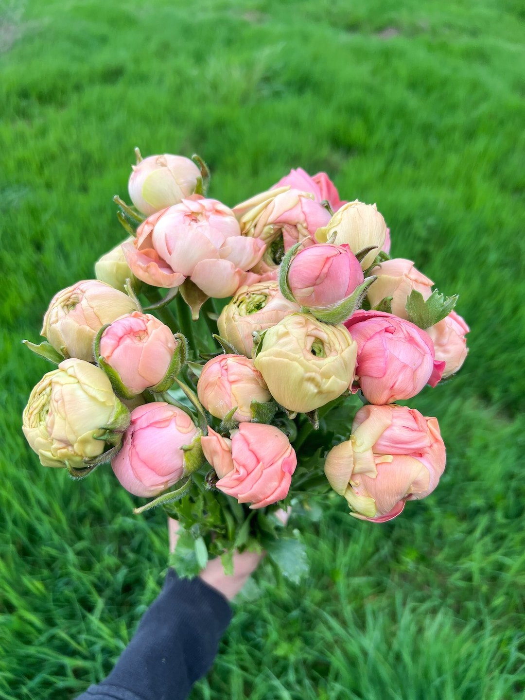 Ranunculus Elegance Pastello 20 Corms SHIPS NOW - Etsy