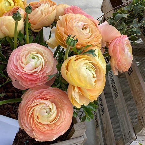 Ranunculus Elegance Pastello 20 Corms SHIPS NOW - Etsy