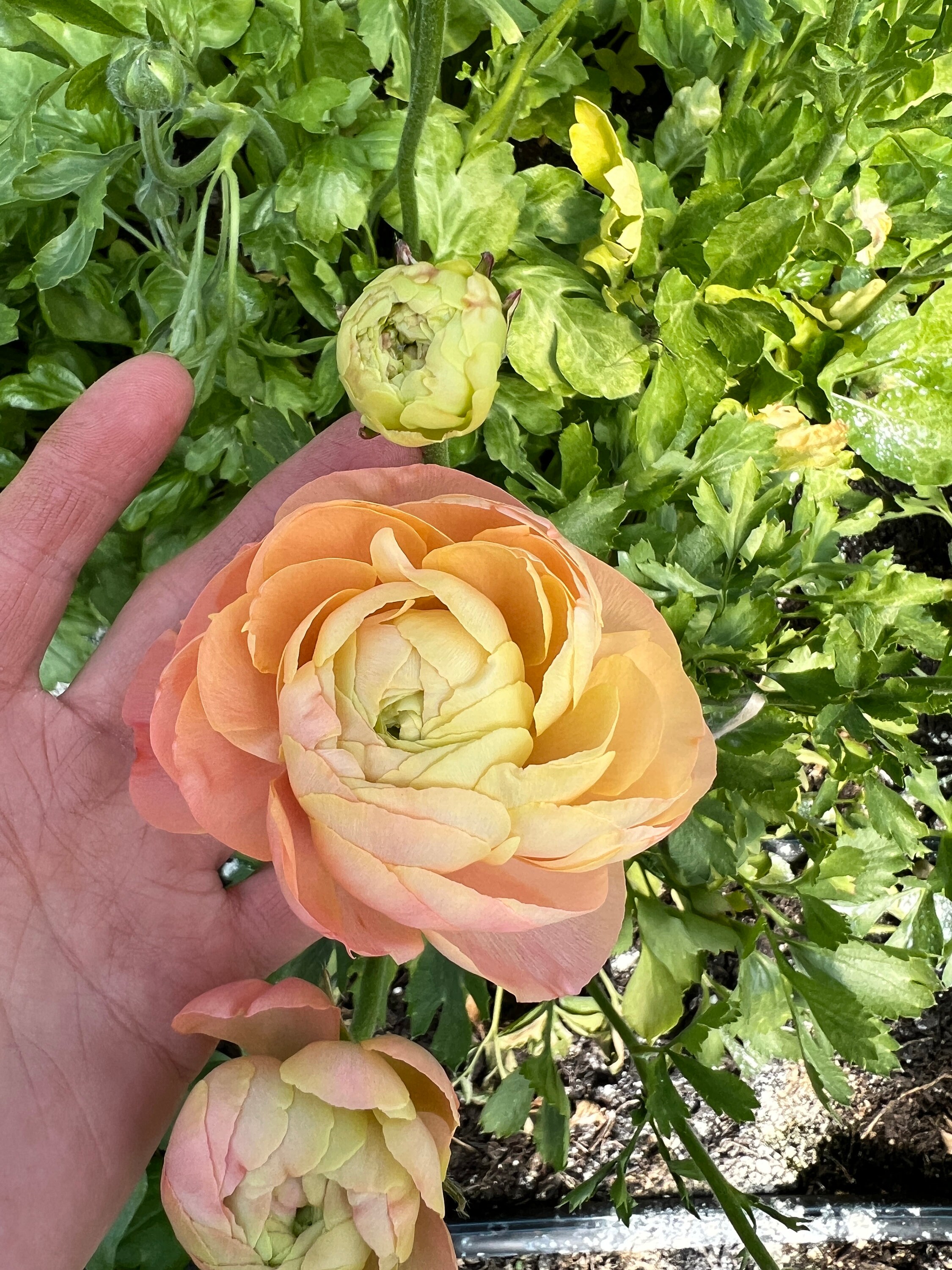 Ranunculus Elegance Pastello 20 Corms SHIPS NOW - Etsy