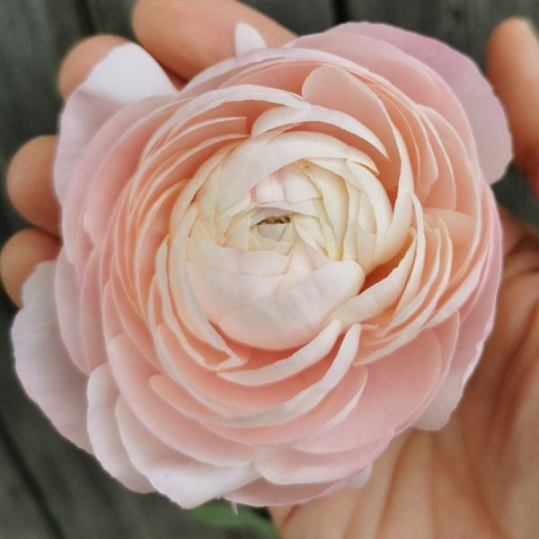Ranunculus Elegance Pastello 20 Corms SHIPS NOW - Etsy