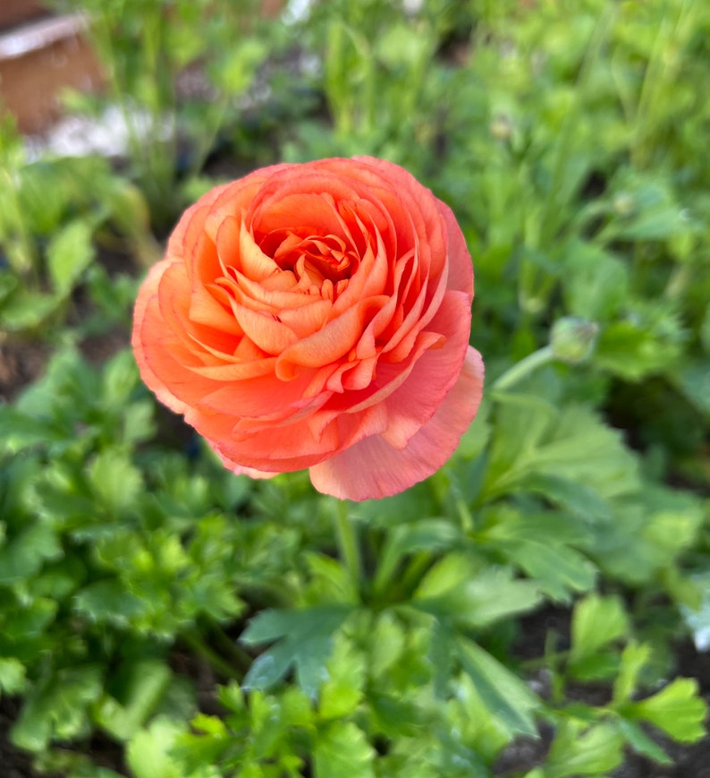 Ranunculus Amandine Salmon 20 Corms SHIPS Now - Etsy