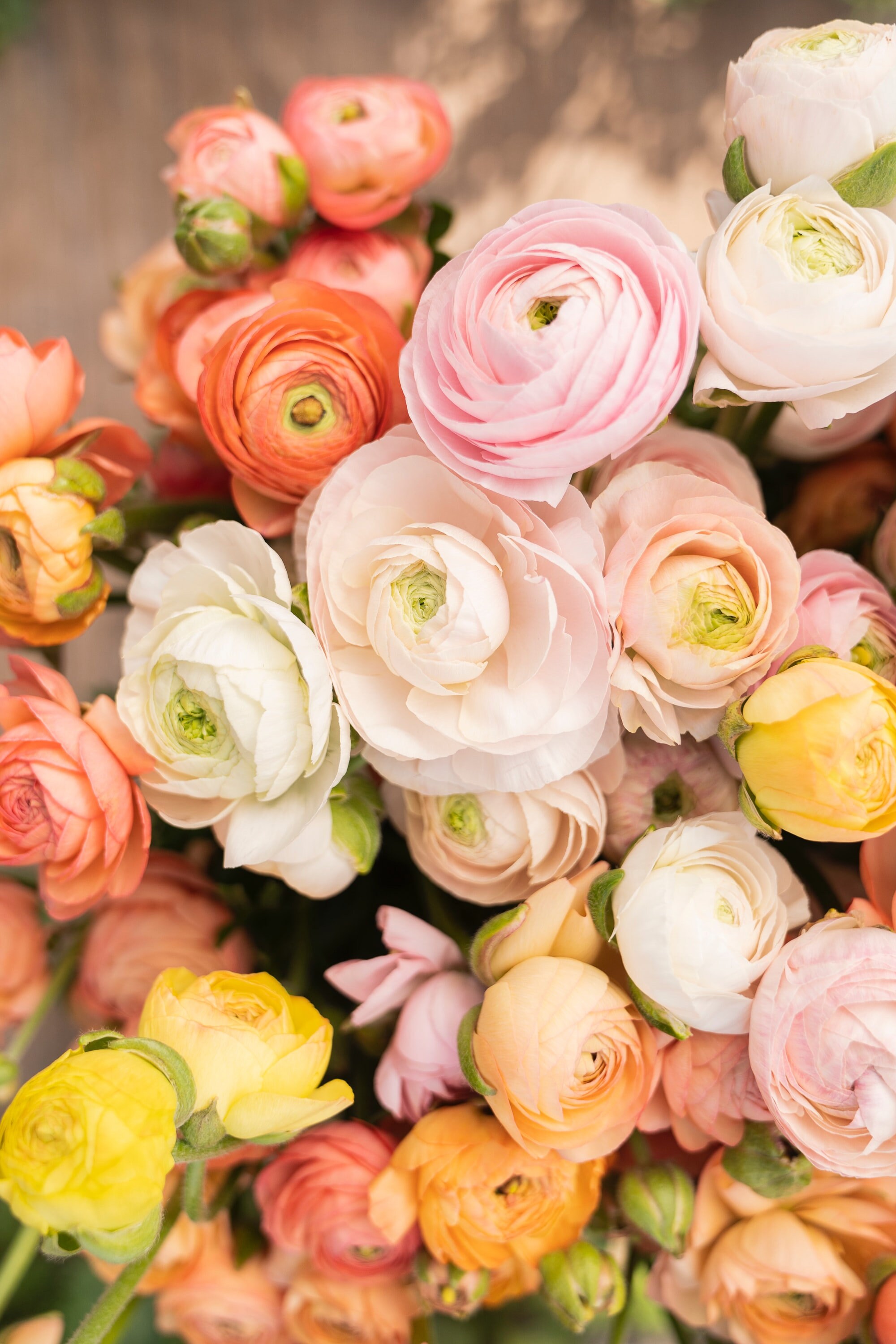 Ranunculus Elegance Pastello 20 Corms SHIPS NOW - Etsy