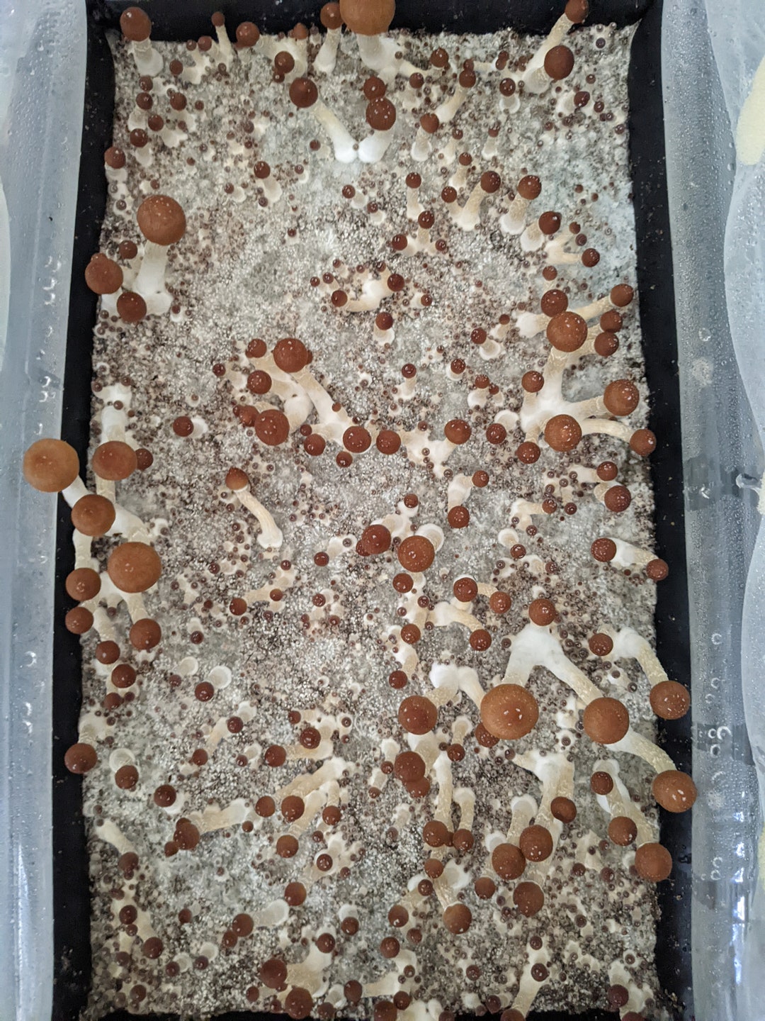 Dry Bulk CVG Substrate (coco Coir, Vermiculite , Gypsum) - Etsy