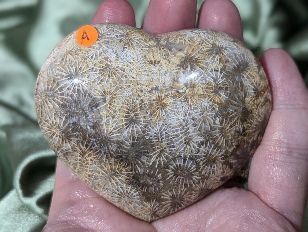 Fossil Coral Jasper Palm Stone ~ Fossil Coral Jasper Heart ~ Fossil ...