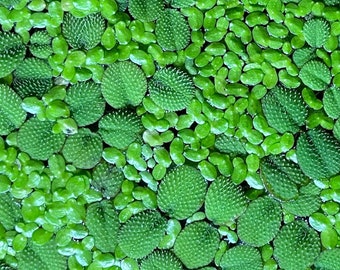 Aquatic Water Spangles - Etsy