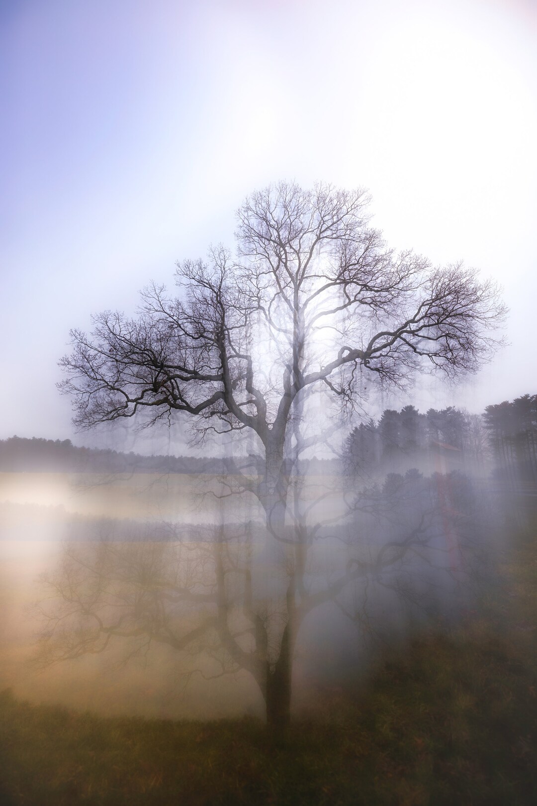 Double Tree Portrait Photography - Etsy UK