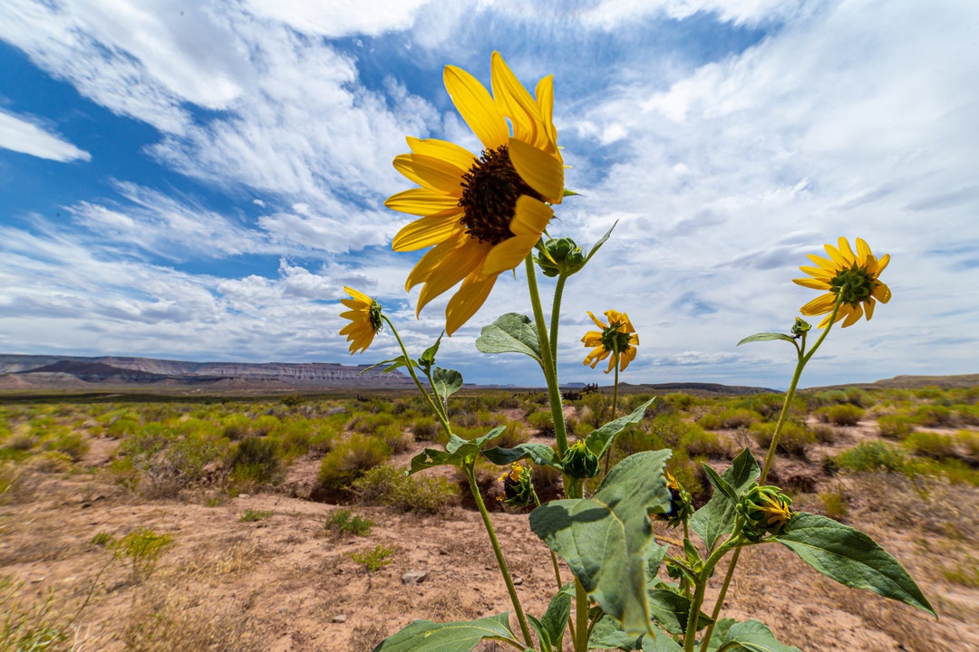 Desert Yellow Sunflower, Landscape Photography, Wall Art Poster - Etsy