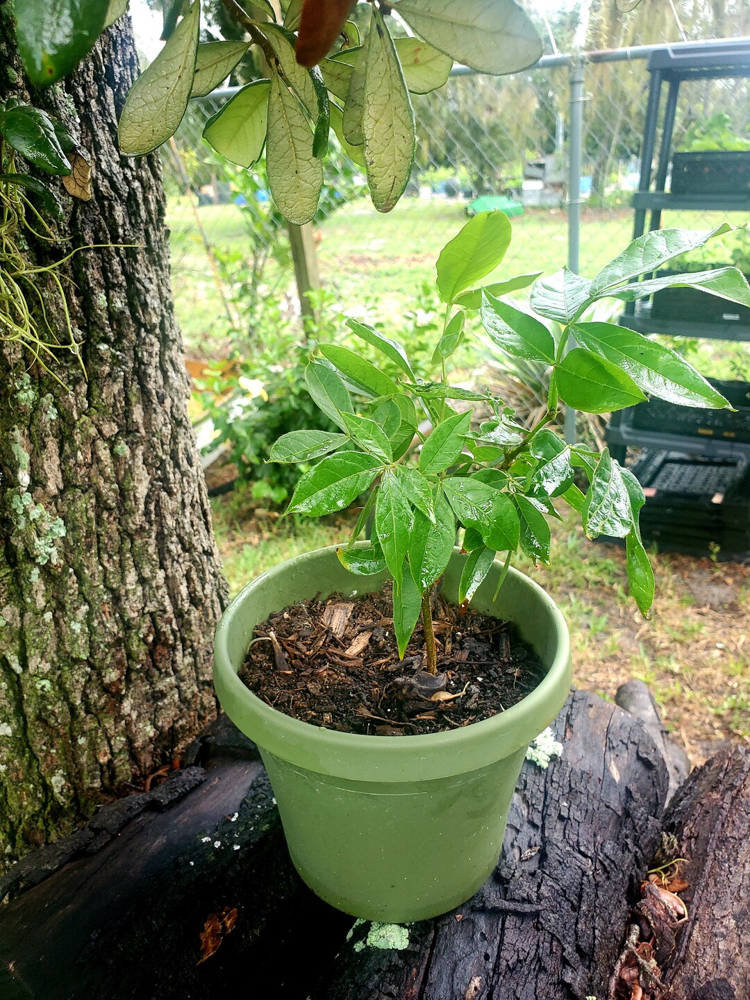 Ice Cream Bean Trees! (cannot Ship CA/HI) - Etsy