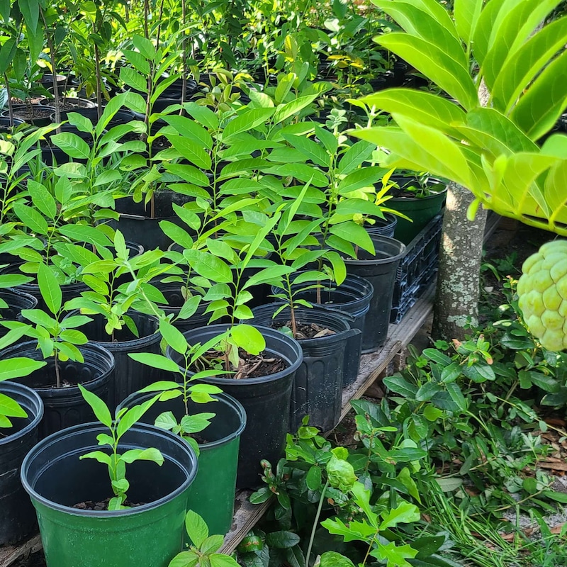 Sugar Plum Tree - Etsy