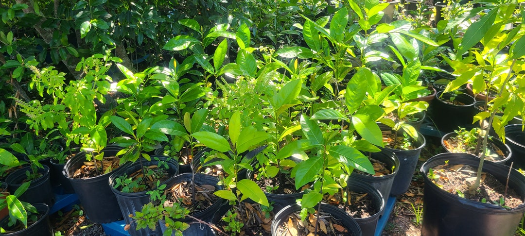 Chocolate Pudding Fruit (black Sapote) Trees! (cannot Ship CA/HI) - Etsy