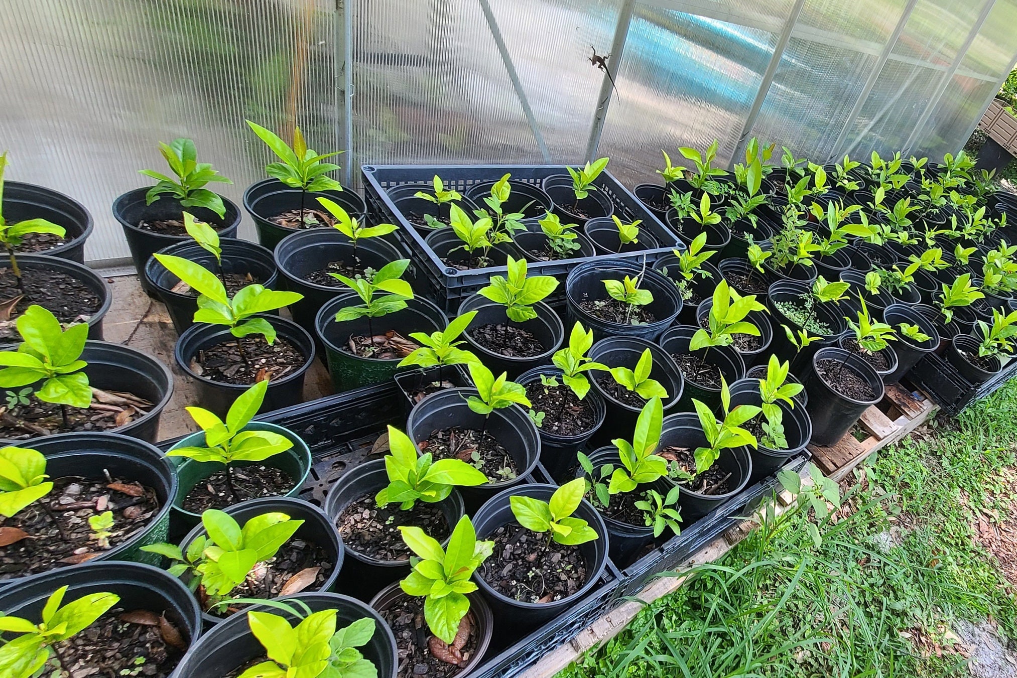 Chocolate Pudding Fruit black Sapote Trees cannot Ship CA/HI - Etsy