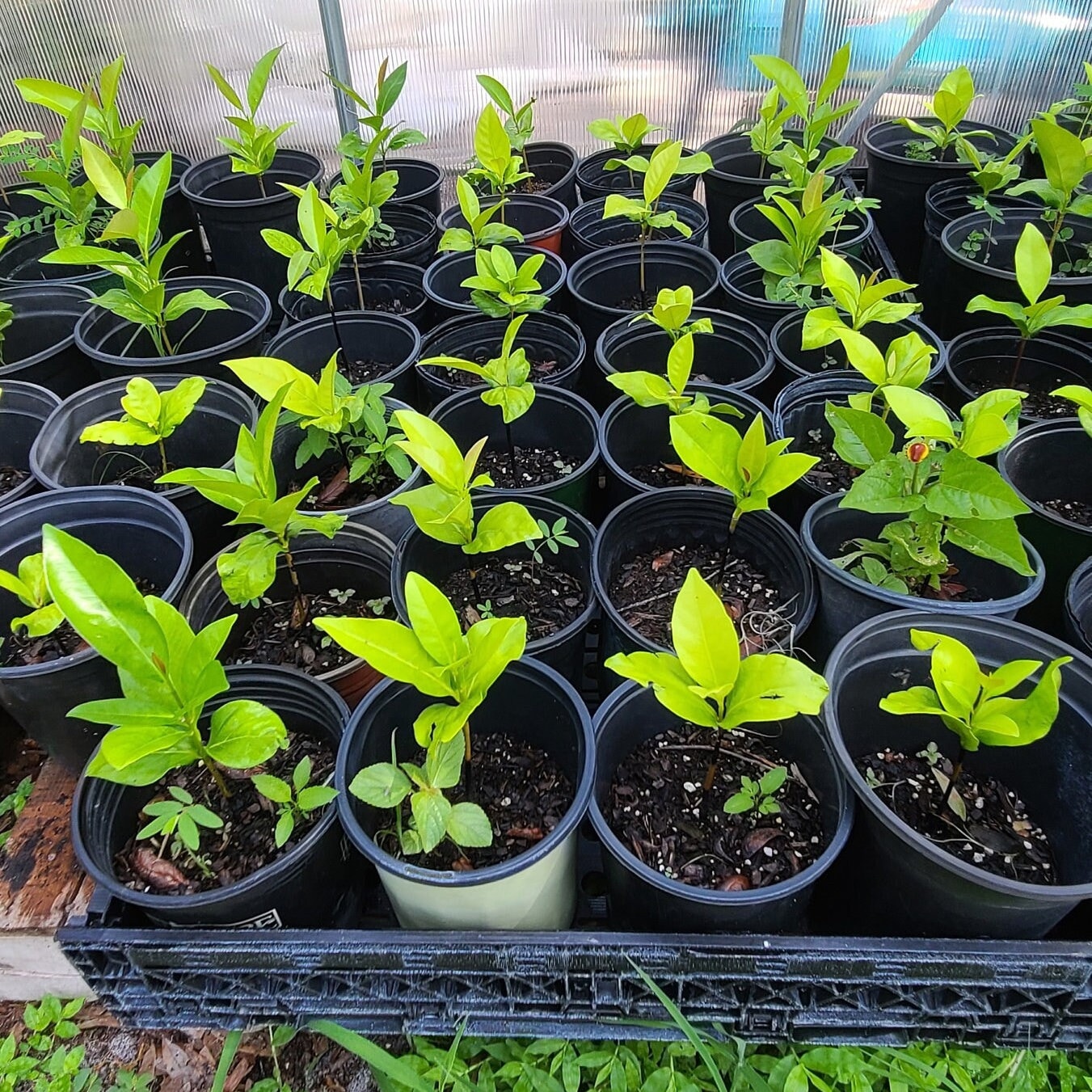 Chocolate Pudding Fruit black Sapote Trees cannot Ship CA/HI - Etsy