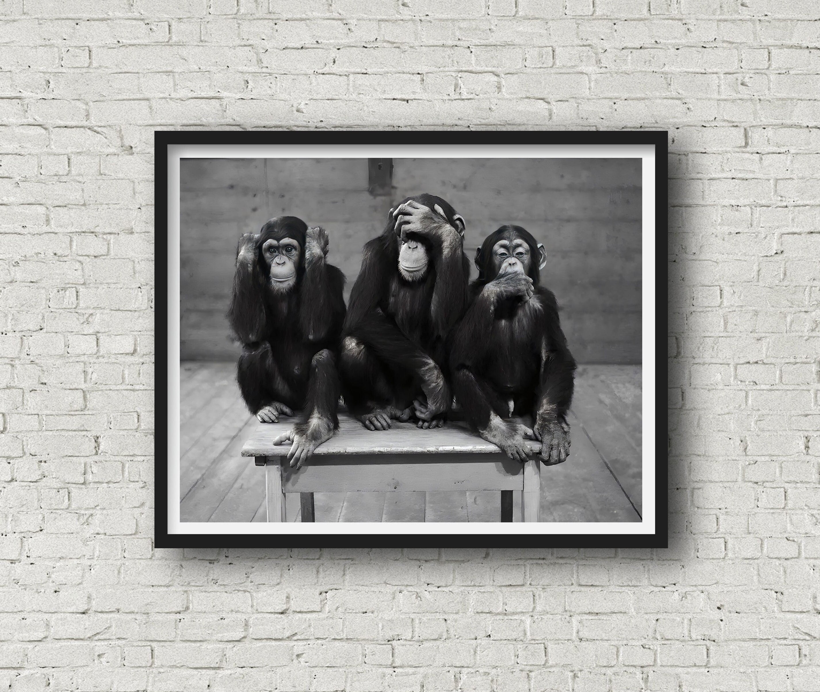 Three Wise Monkeys, Animal Print, Funny Photo, Monkey Photography ...