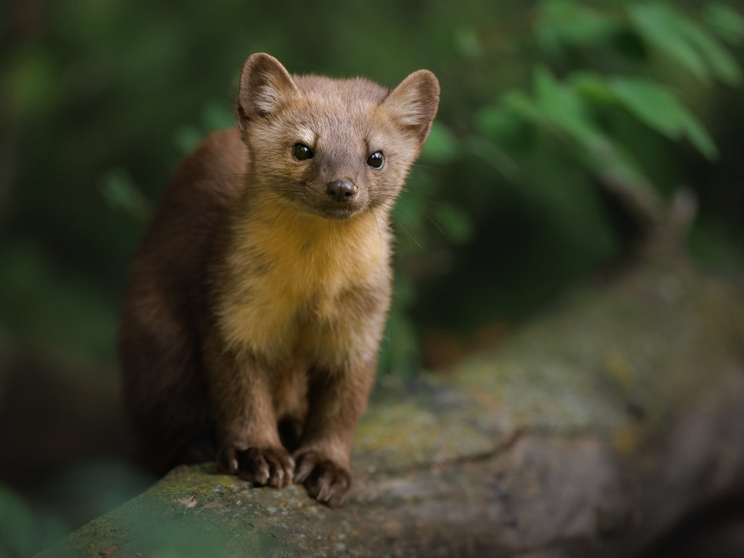 American (pine) Marten - "forest Watcher" – Wildlife Photography Fine ...