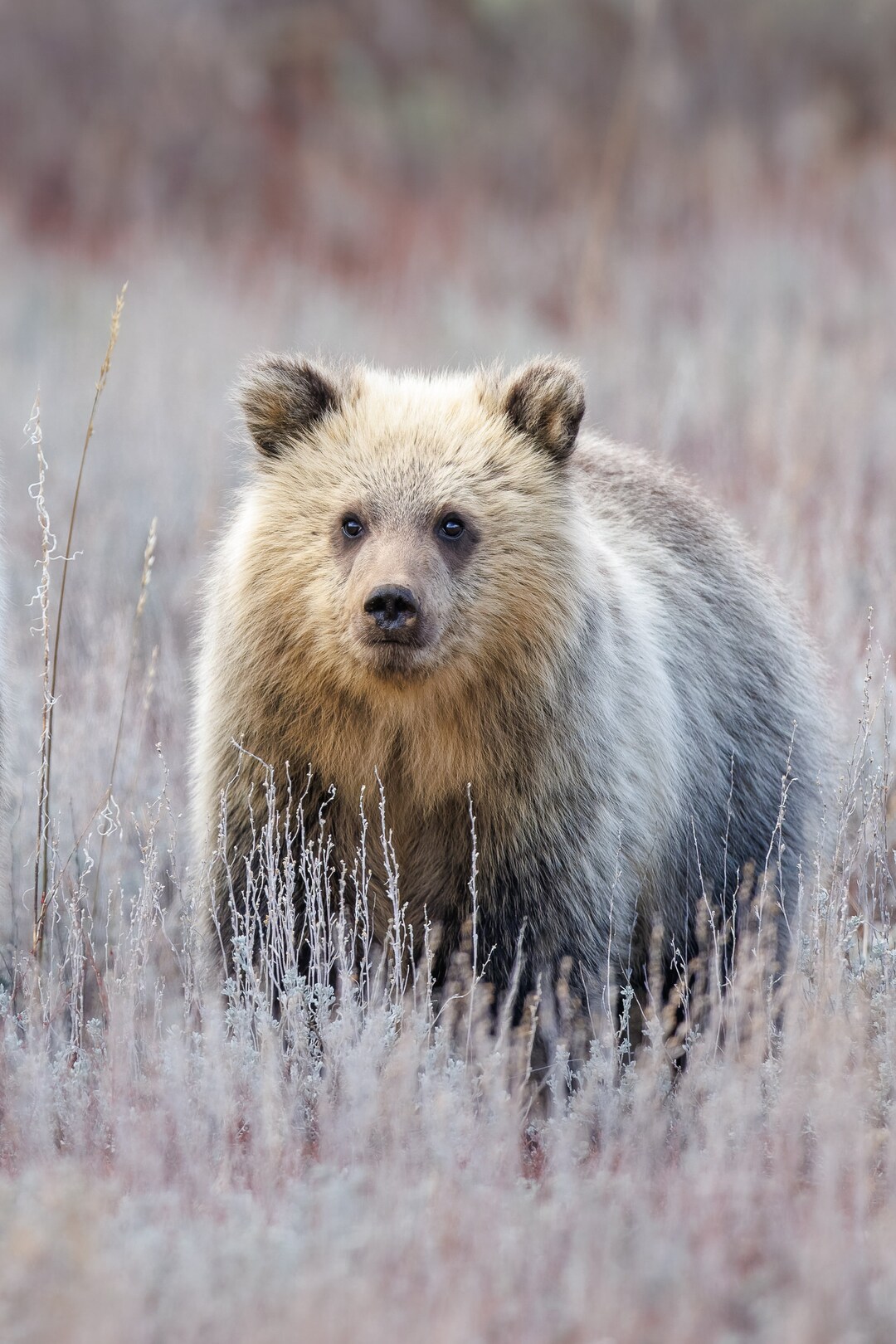 Blondie's Cub of the Year 2023 - "the Golden Cub" - Etsy