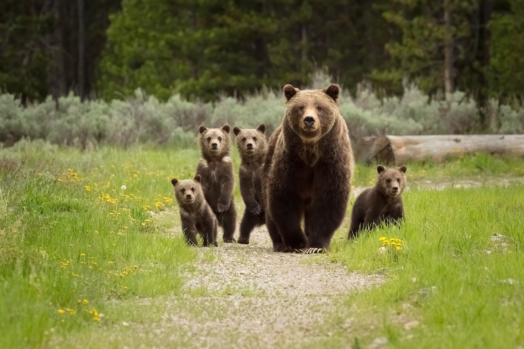 Teton Matriarch - Grizzly 399 - Etsy