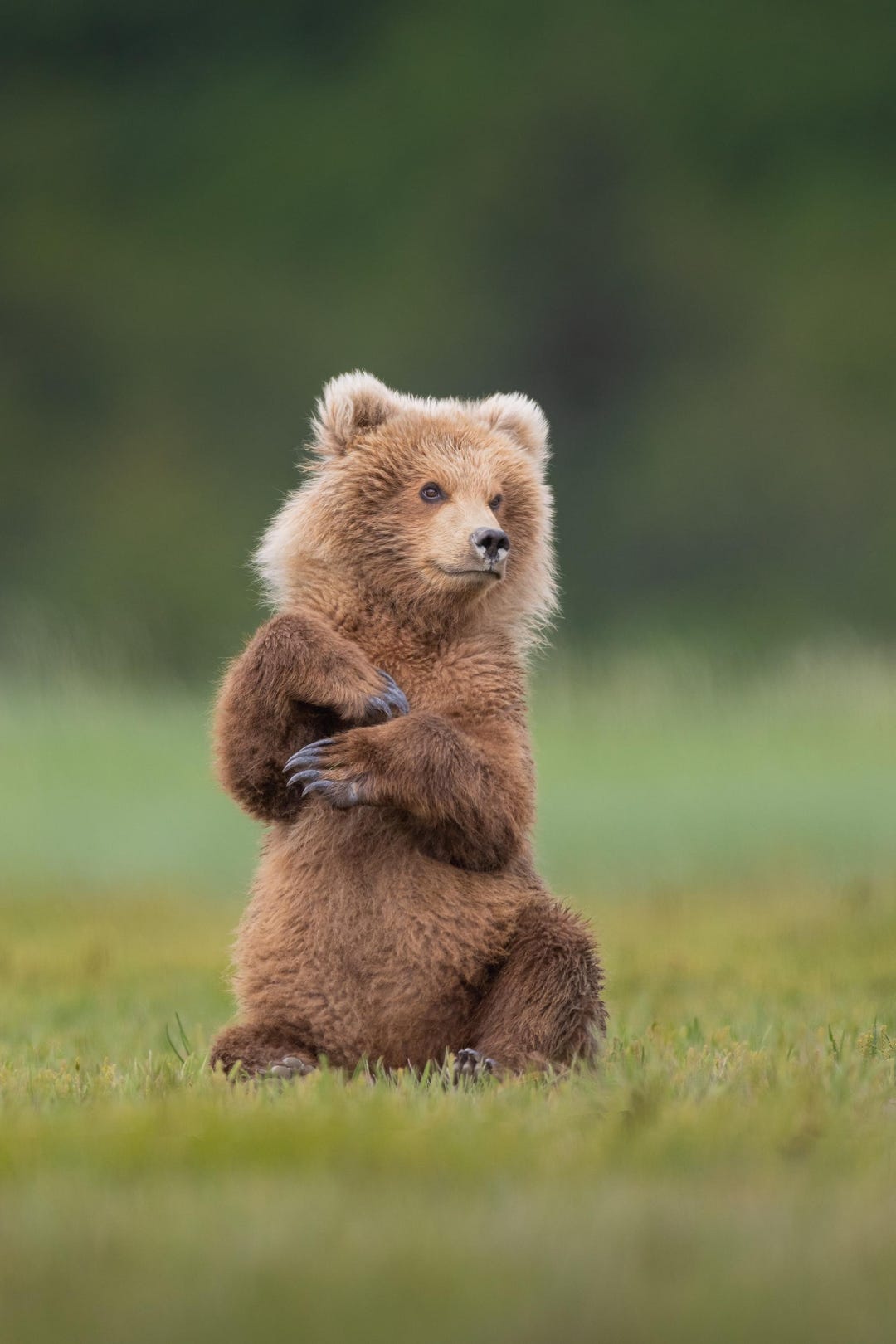 Brown Bear - "alaskan Teddy"– Wildlife Photography Fine Art Print - Etsy