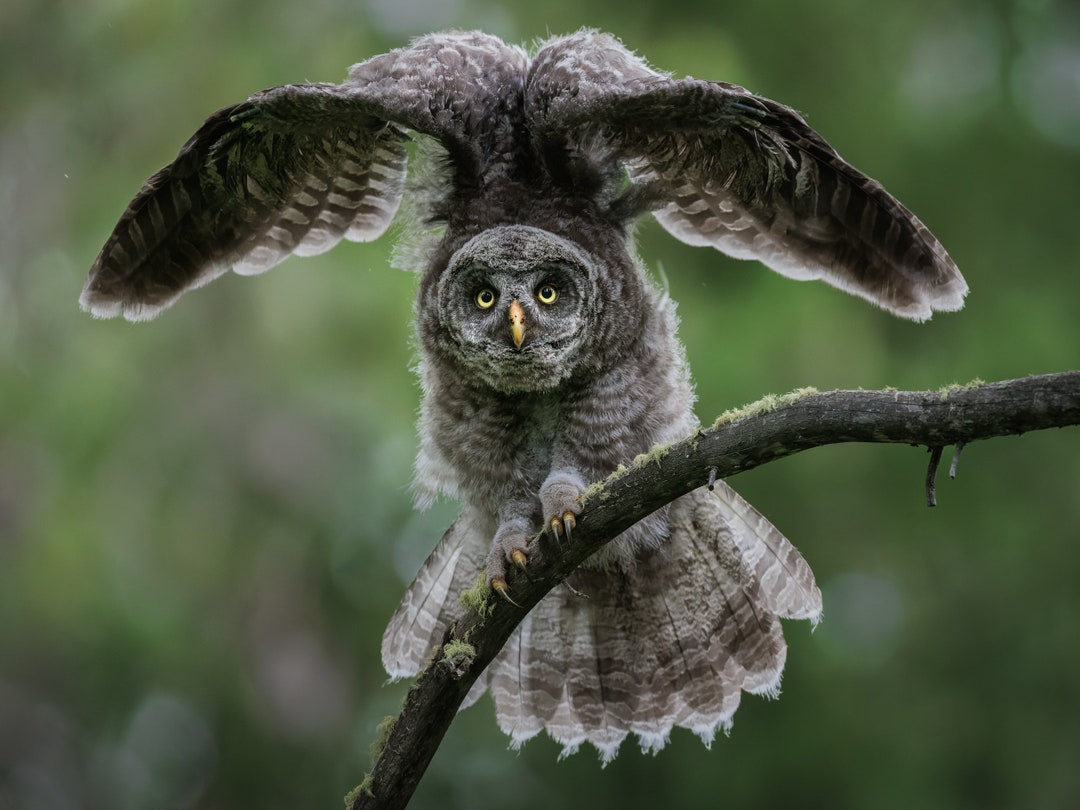 Great Grey Owl Fledgling - "learning to Fly" - Etsy