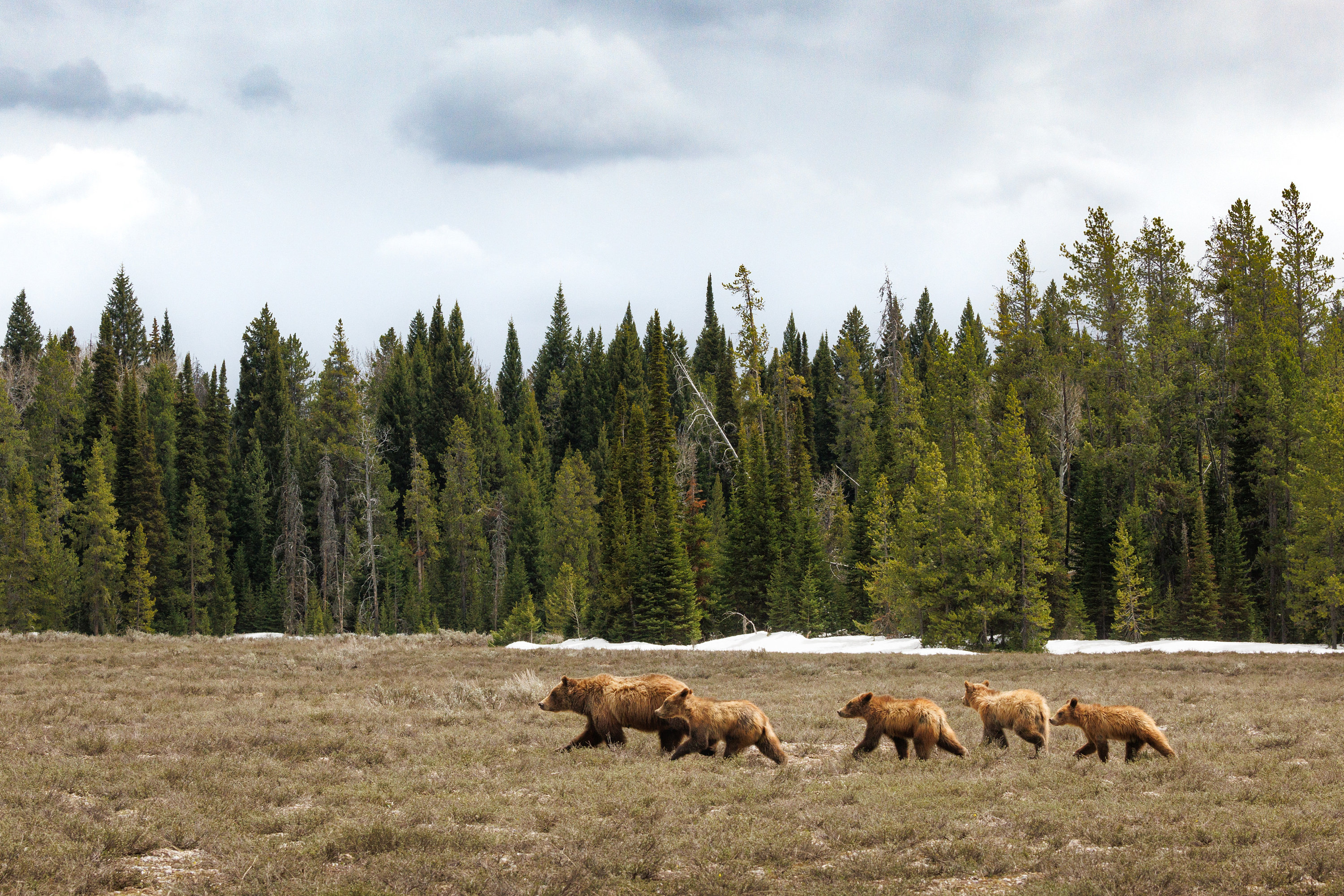 The Fabulous Five - Etsy