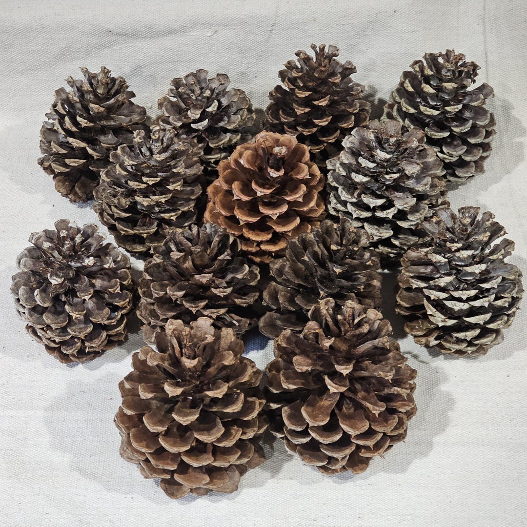 Ponderosa Pine Pinecones From the Beautiful Pacific Northwest, Box of ...