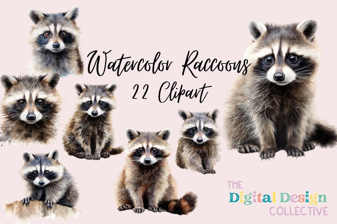 Watercolor Raccoon Clipart PNG Bundle Woodland Animals, Watercolor ...