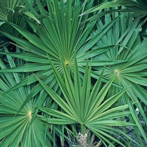 Year Old Palm Sprout With Roots Organic Live Palmetto Palm Trees 1-2 ...