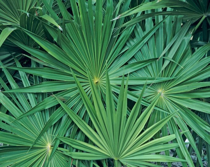 Grow Your Own Multi Fruit Trees Live Cuttings for Planting or Grafting ...