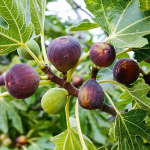 Live Fig Tree Starter Cutting | Grow Your Own Delicous Figs! Healthy ...