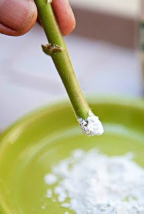 Plant Rooting Hormone Powder for Cuttings and Grafting Rooting Powder ...