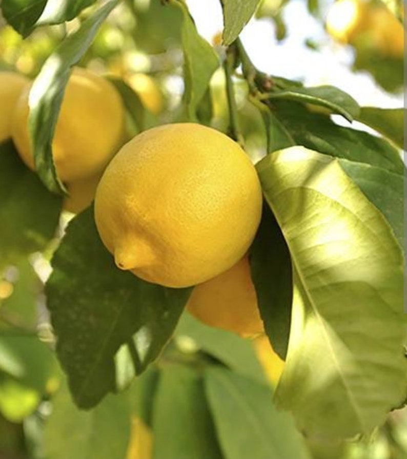 Meyer Lemon Tree Starter Cutting Grow Your Own Lemons Healthy Organic ...