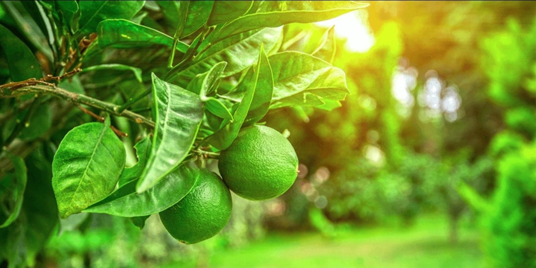 Live Key Lime Tree Starter Cutting |grow Your Own Limes! Healthy ...