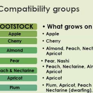 Grow Your Own Multi Fruit Trees! Live Cuttings for Planting or Grafting ...