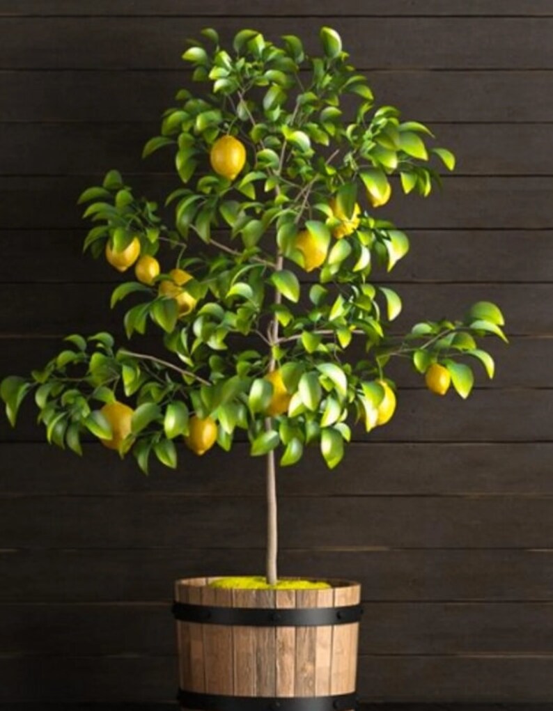 Meyer Lemon Tree Starter Cutting Grow Your Own Lemons Healthy Organic ...