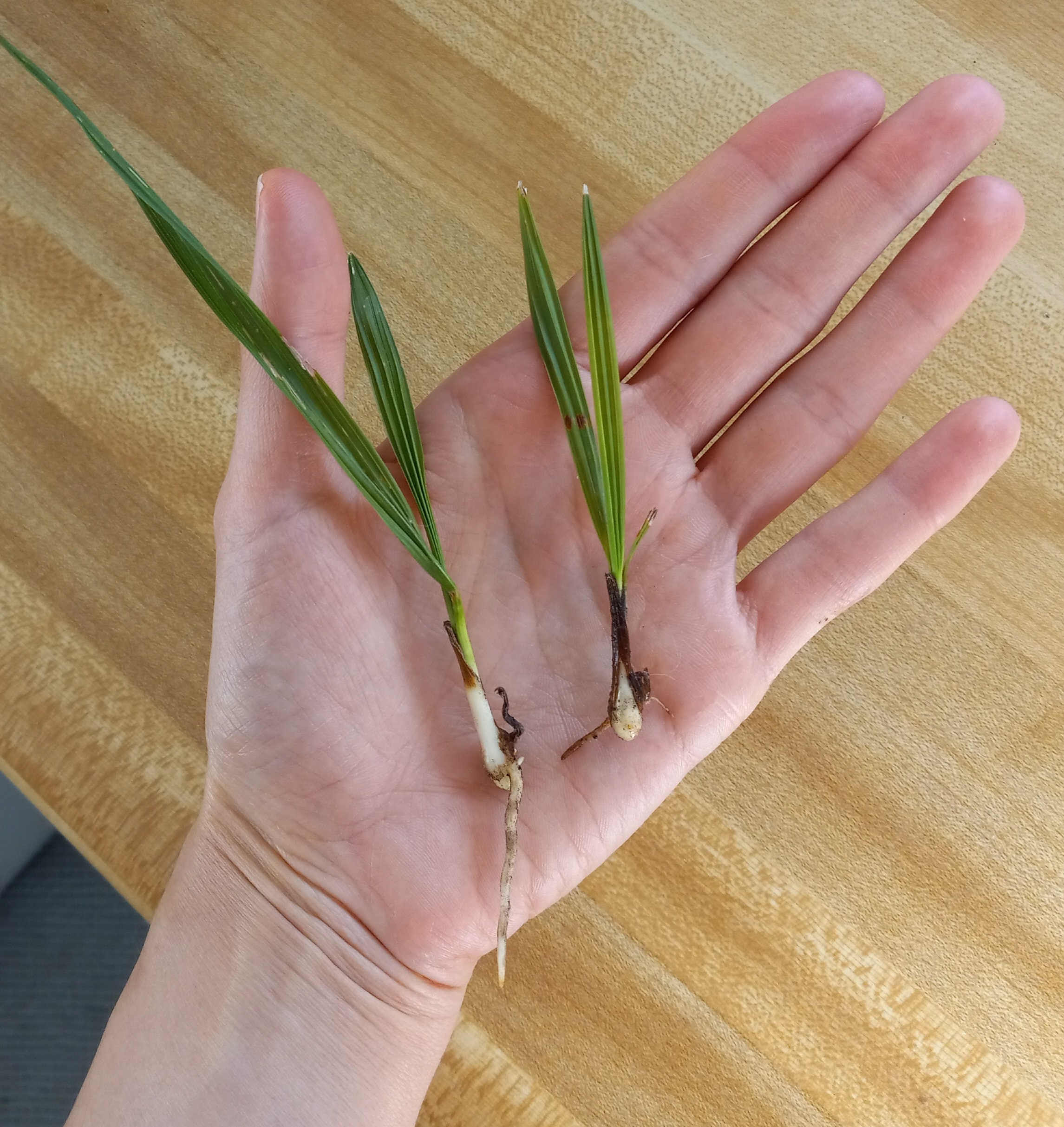 Year Old Palm Sprout With Roots Organic Live Palmetto Palm Trees 1-2 Years Old Healthy Palm Tree ...