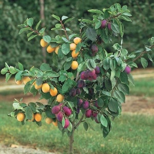 Grow Your Own Multi Fruit Trees! Live Cuttings for Planting or Grafting ...